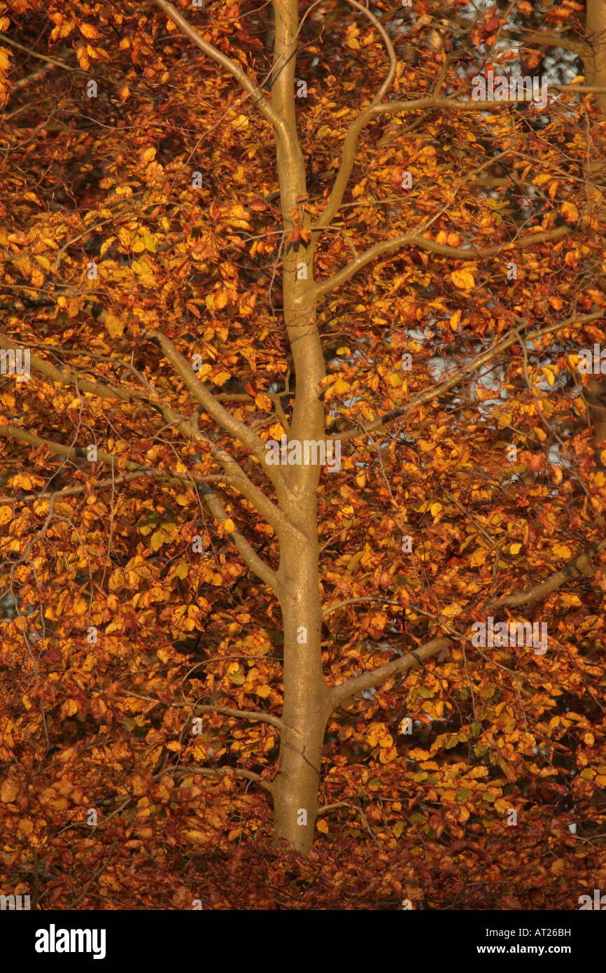 Beech Fagus sylvatica tree in autumn colours Stock Photo - Alamy
