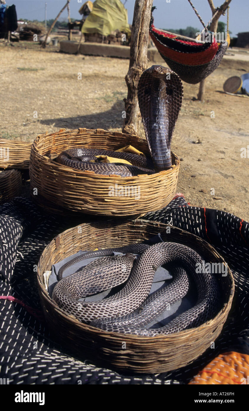 Venonimus hi-res stock photography and images - Alamy