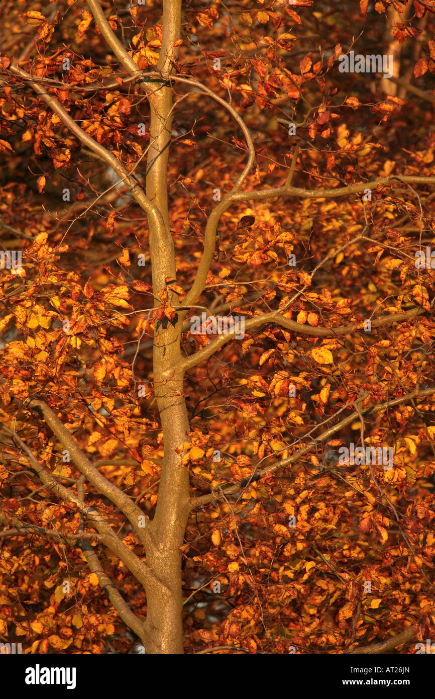 Beech Fagus sylvatica tree in autumn colours Stock Photo - Alamy