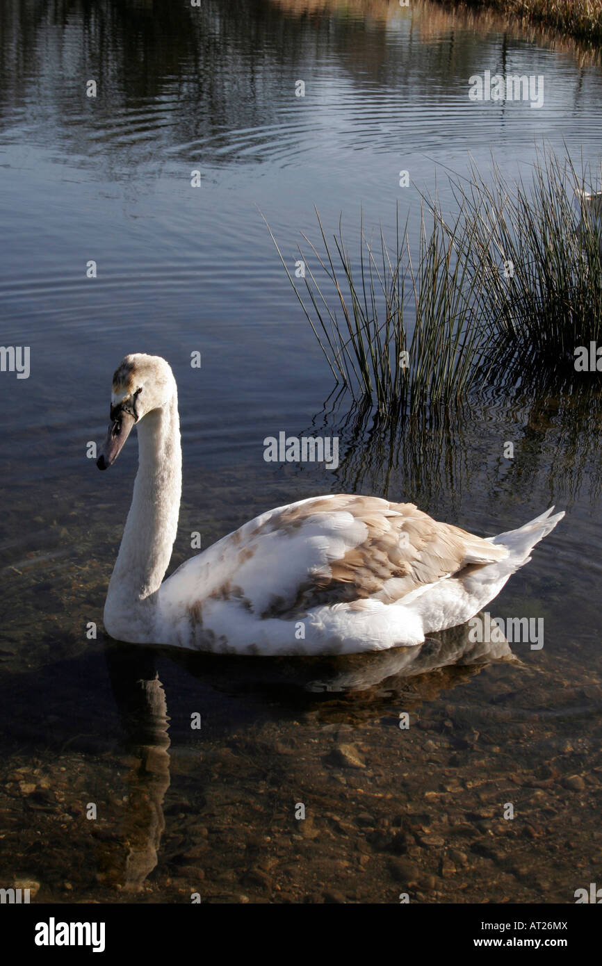MUTE SWAN CYGNET SWIMMING ON A LAKE Stock Photo - Alamy