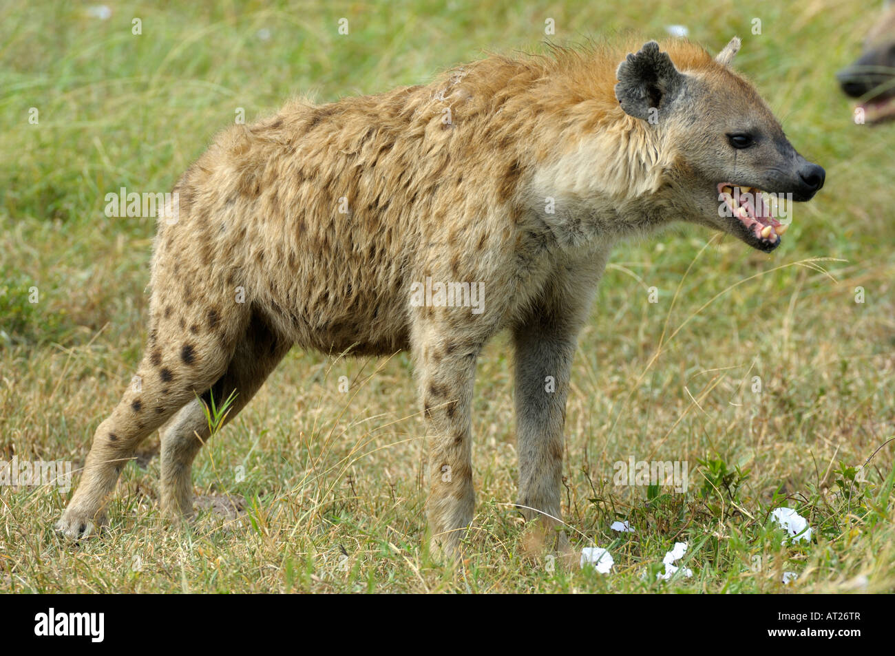 Hyenas at a wildebeest kill,spotted Hyeana,Side view,Western Corridor ...