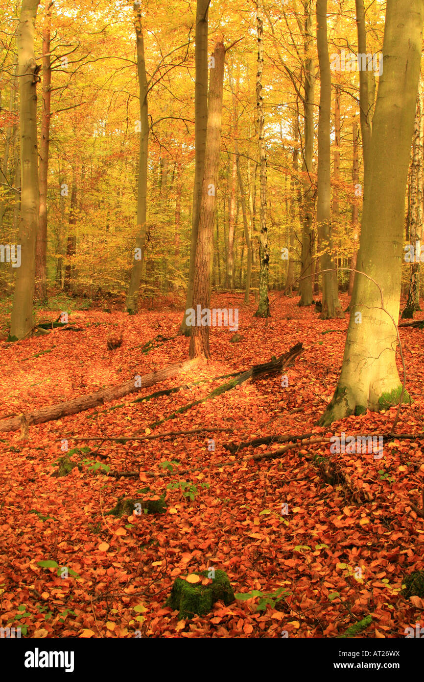 Beech wood in autumn colours Stock Photo - Alamy