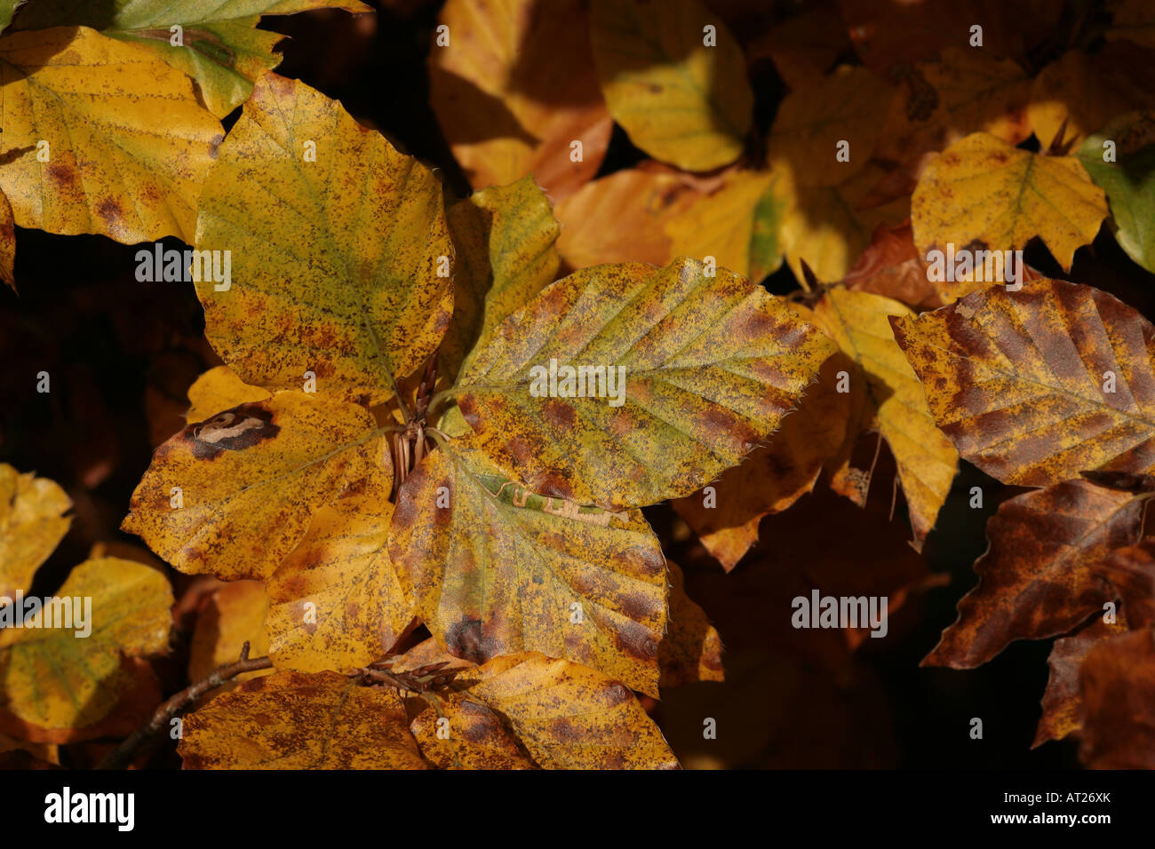 Beech Fagus sylvatica tree leaves in autumn colours Stock Photo - Alamy