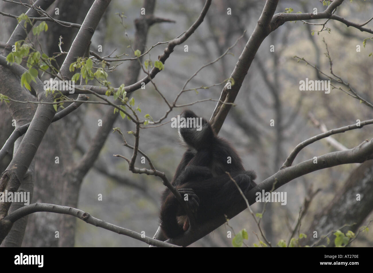 Howler monkeys guatemala hi-res stock photography and images - Alamy