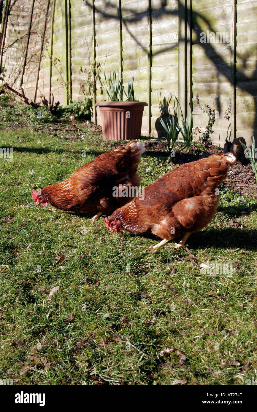 FREE-RANGE CHICKENS IN A RURAL GARDEN Stock Photo - Alamy
