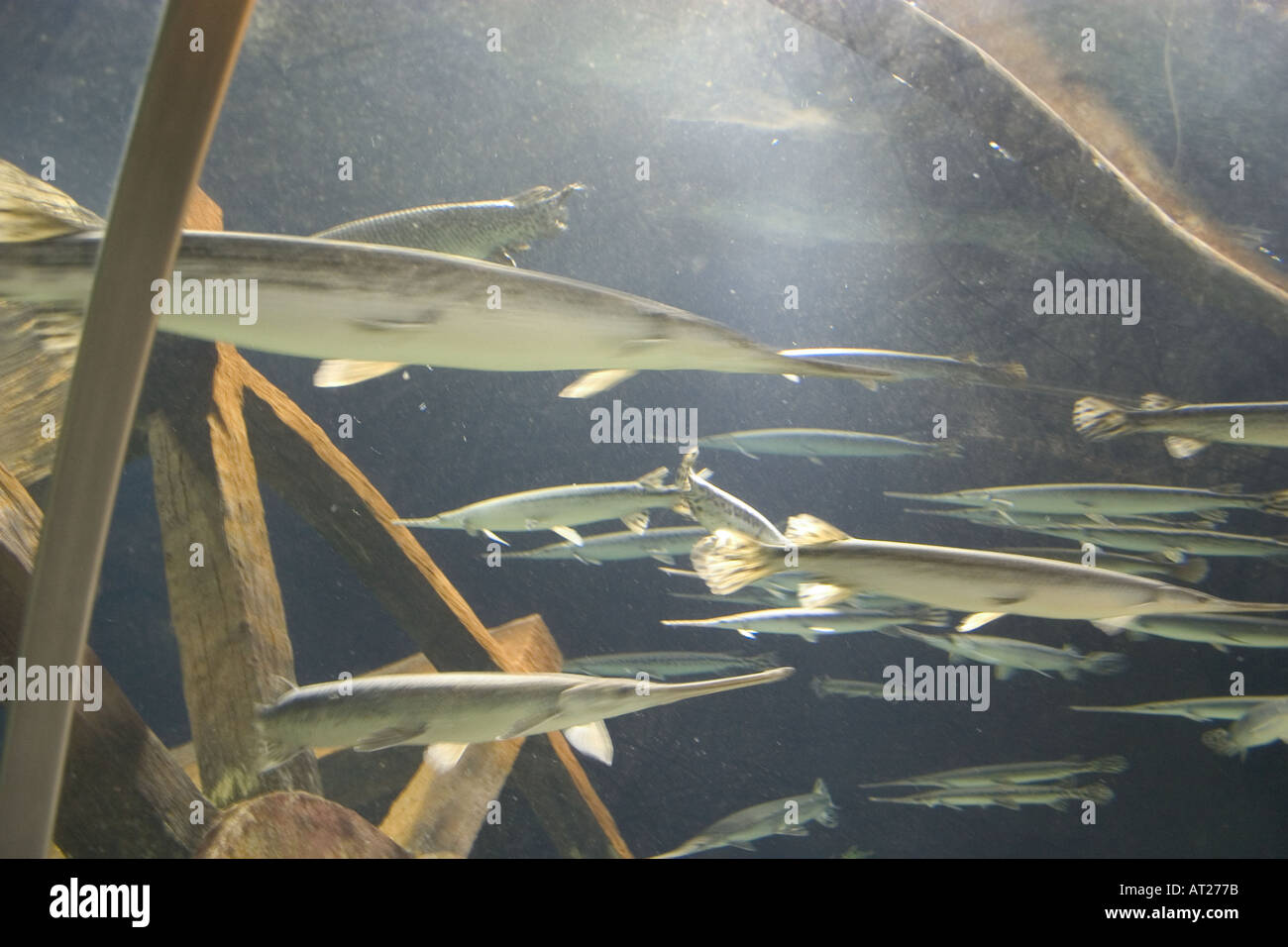 Osseus gar fish hi-res stock photography and images - Alamy