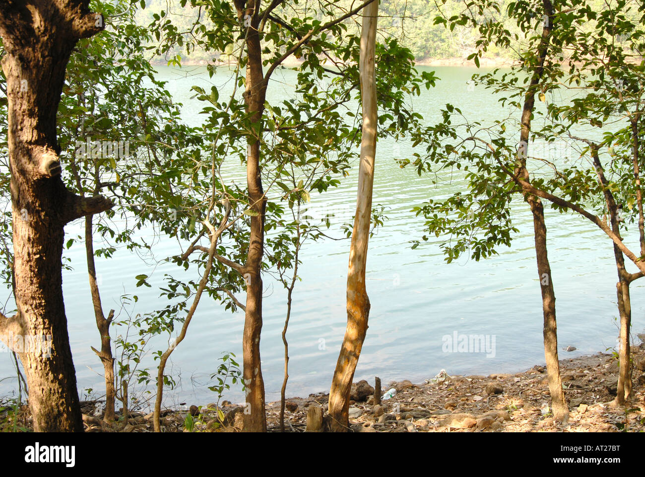 Trees of india hi-res stock photography and images - Alamy
