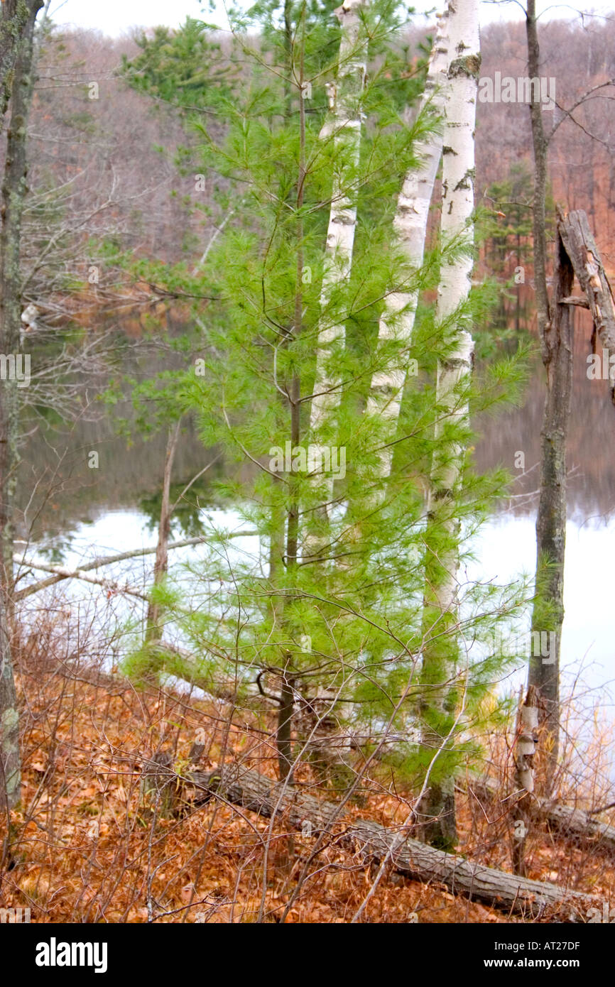 Birch trees trees wisconsin hi-res stock photography and images - Alamy