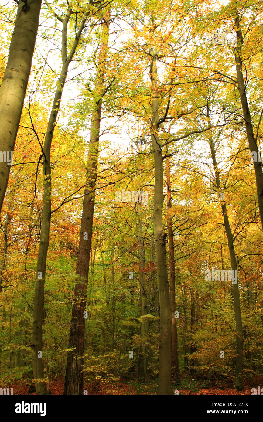 Beech wood in autumn colours Stock Photo - Alamy