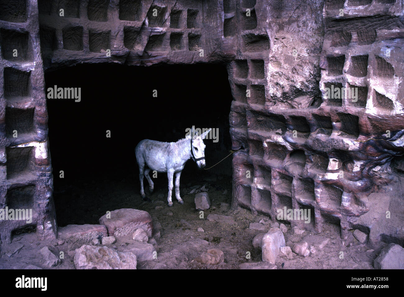 Donkey inside a historic carved cave at Petra, Jordan Stock Photo - Alamy