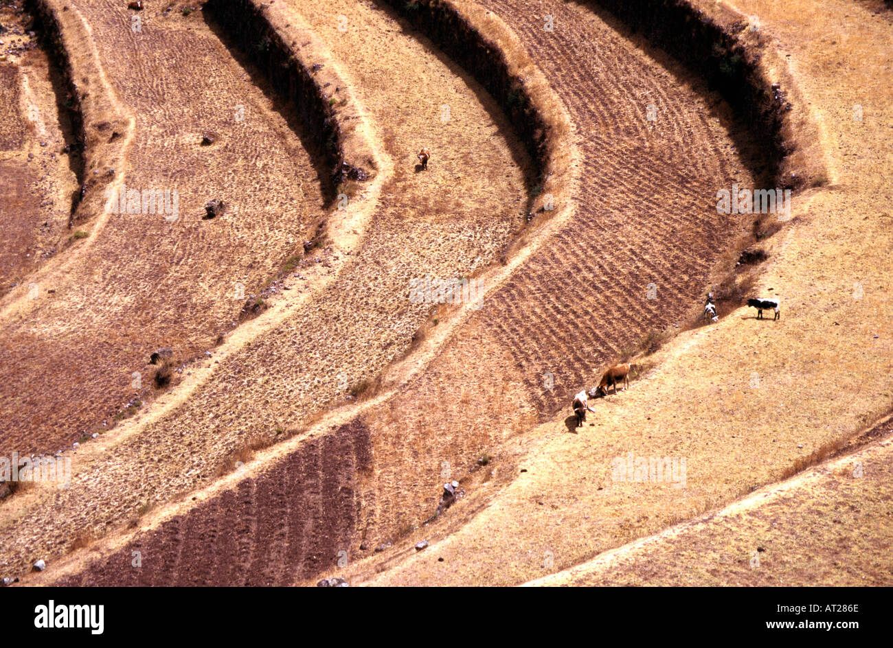 Dry fields farming peru hi-res stock photography and images - Alamy