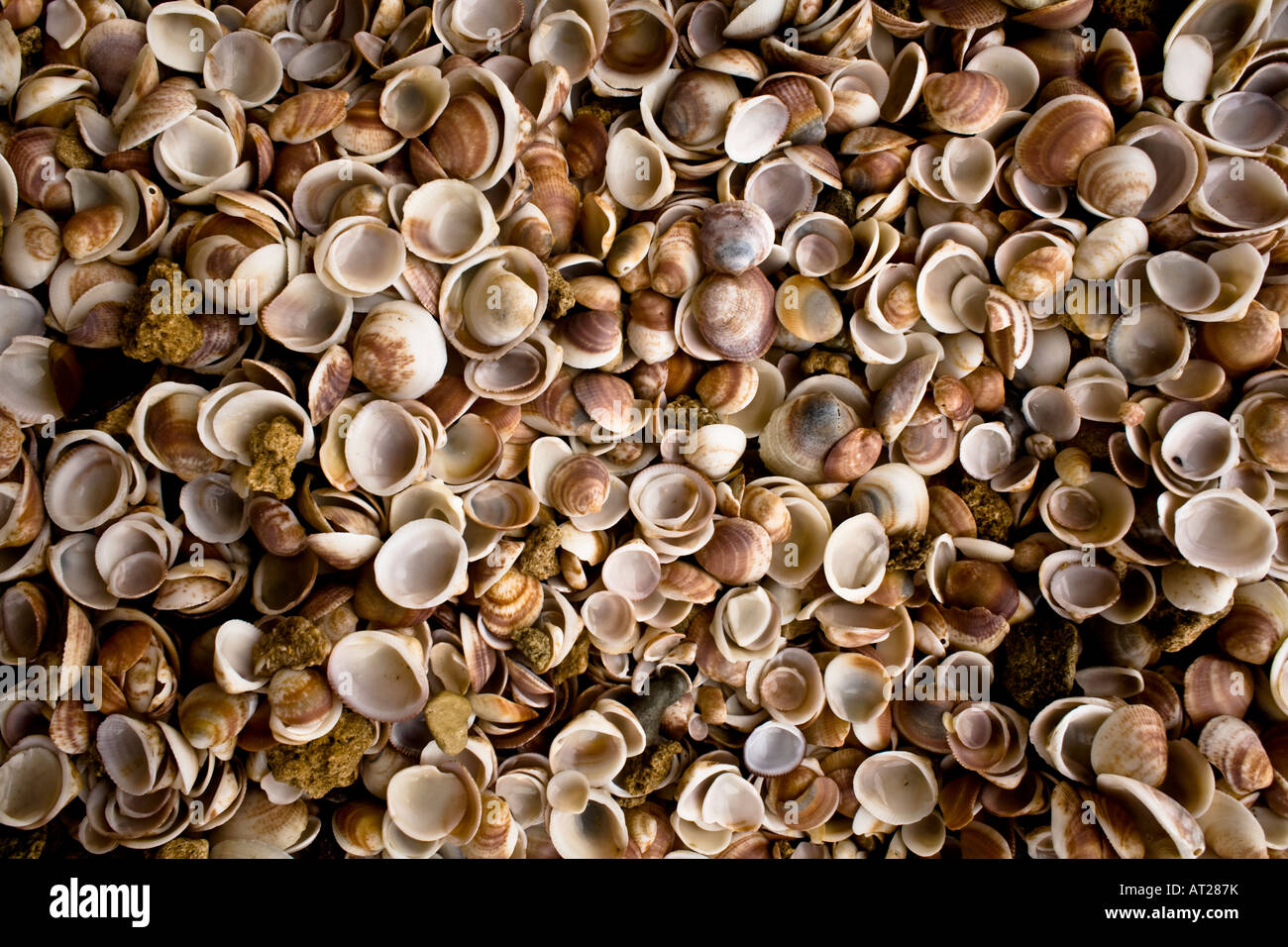Sea erosion shells hi-res stock photography and images - Alamy