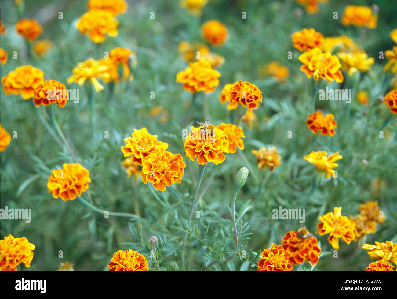 Flower field with bee Stock Photo - Alamy