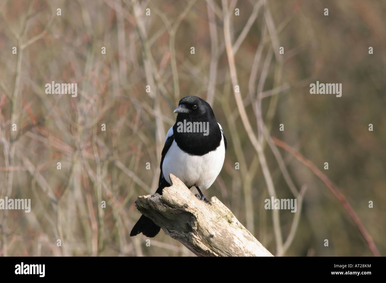 Magpie pica pica corvidae hi-res stock photography and images - Alamy