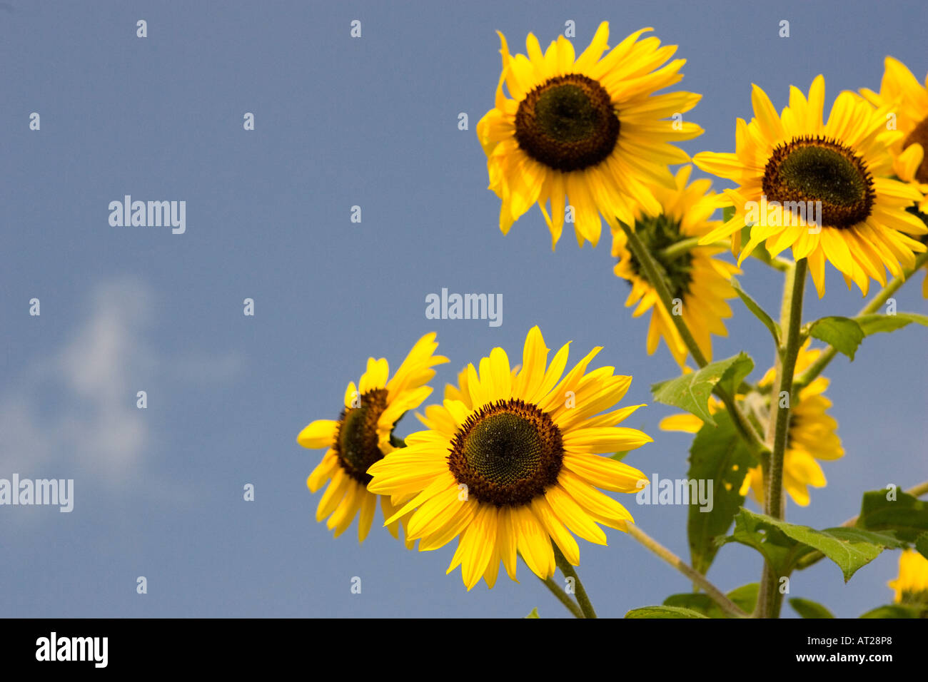 USA, New York, The Hamptons, Farmlands and flower fields Stock Photo ...