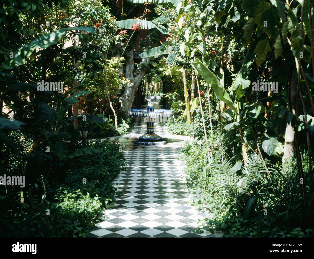Black and white chequerboard tiled path through shrubs and banana ...