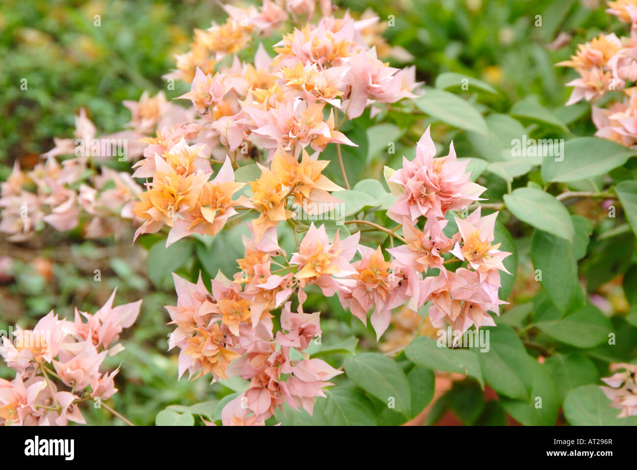 Magnoliophyta class hi-res stock photography and images - Alamy