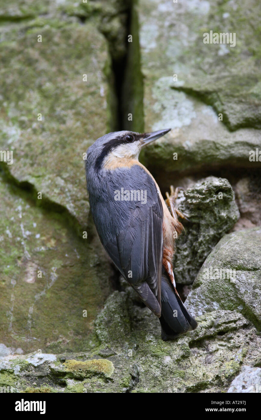 NUTHATCH SITTA EUROPAEA AT NEST HOLE IN WALL Stock Photo - Alamy