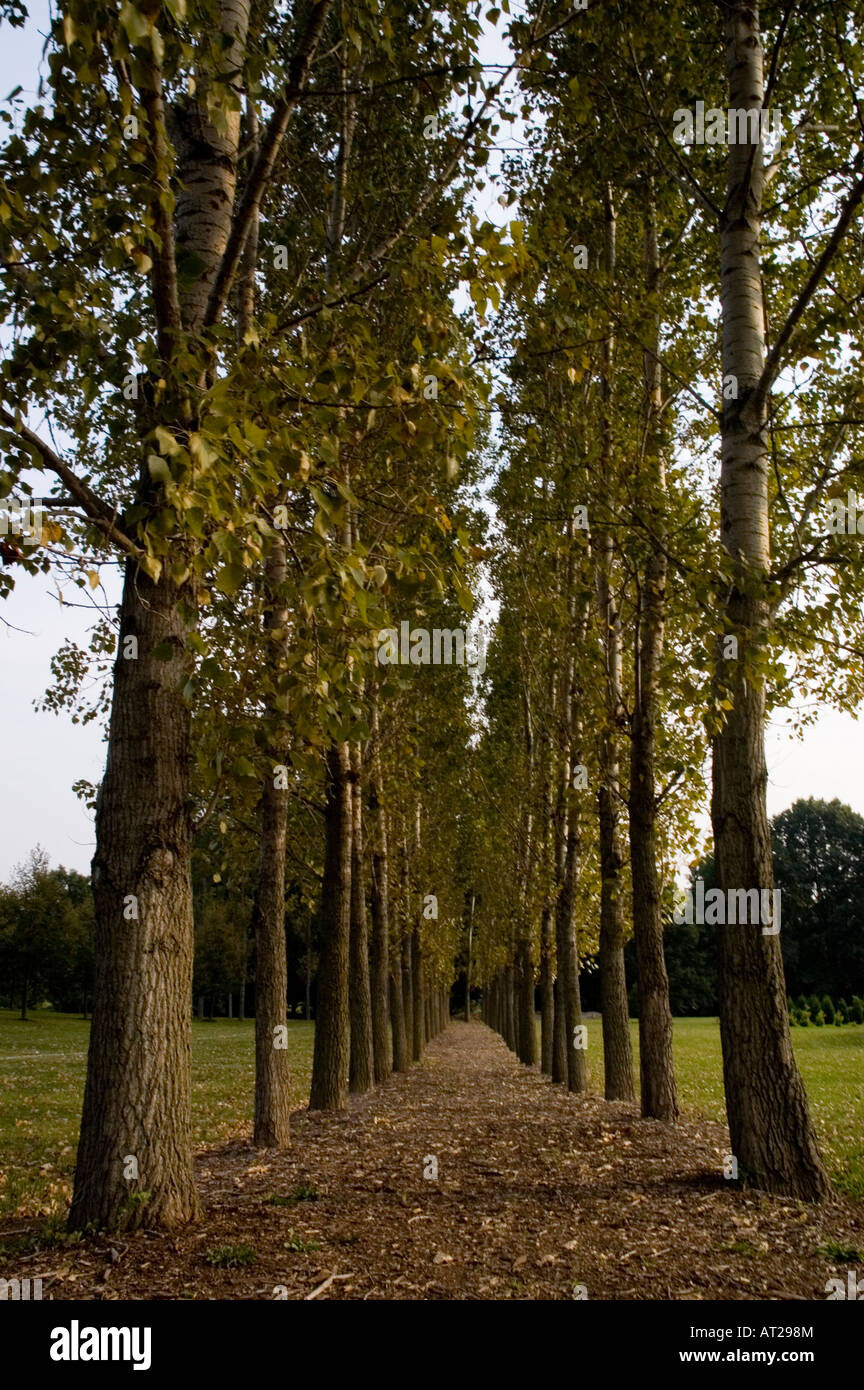 Taken in the Arboretum forest in Champaign IL Stock Photo - Alamy