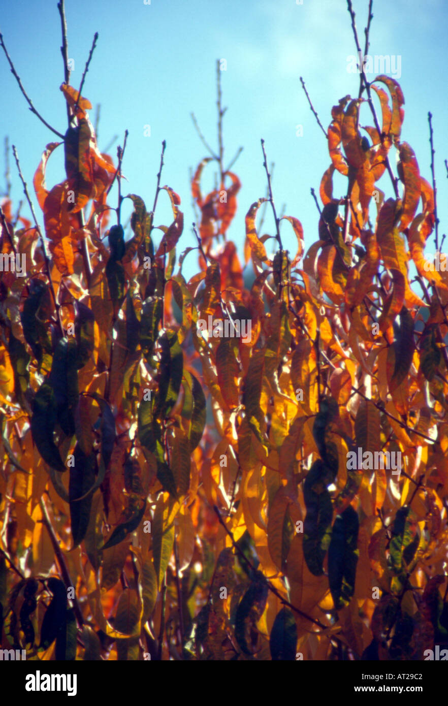 fall time countryside lebanon Stock Photo - Alamy