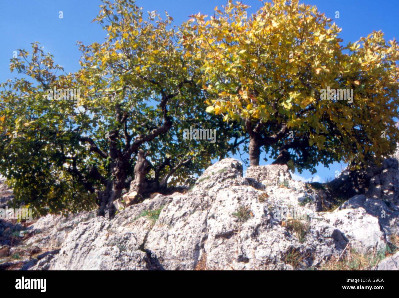 Fig trees of the middle east hi-res stock photography and images - Alamy