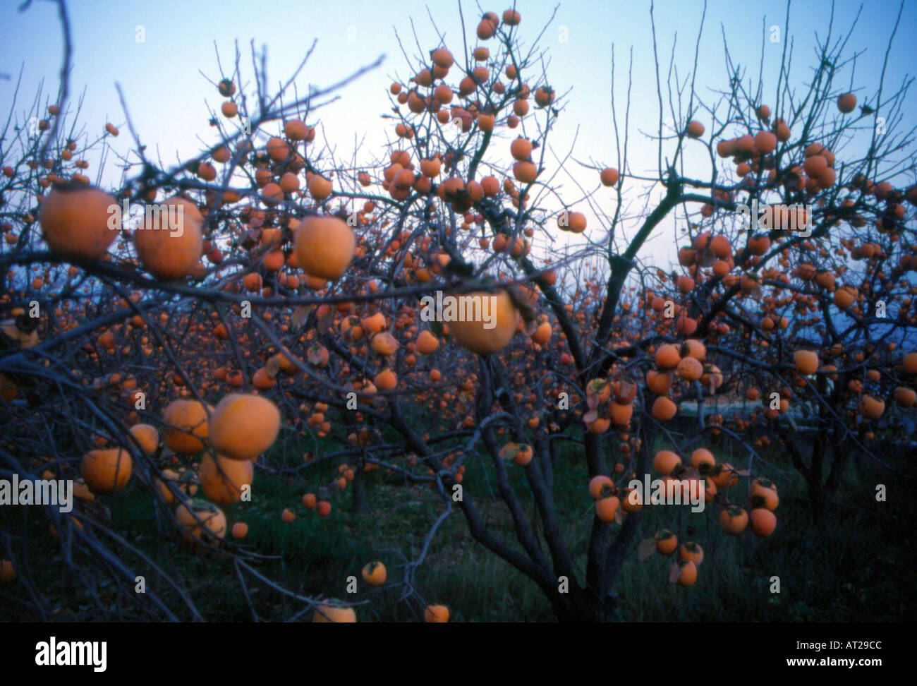 Khaki trees hi-res stock photography and images - Alamy