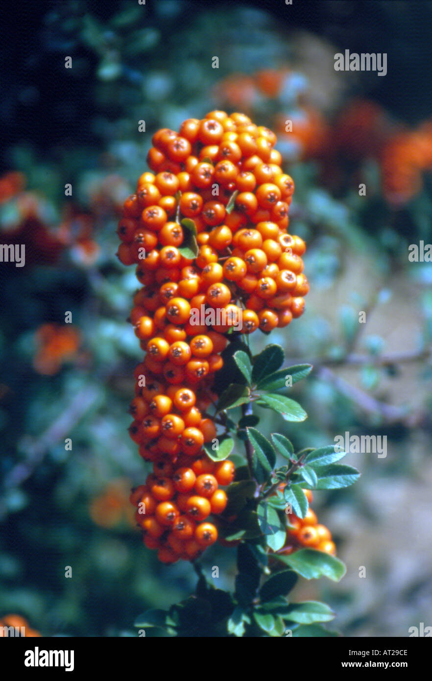 Guarana fruit hi-res stock photography and images - Alamy