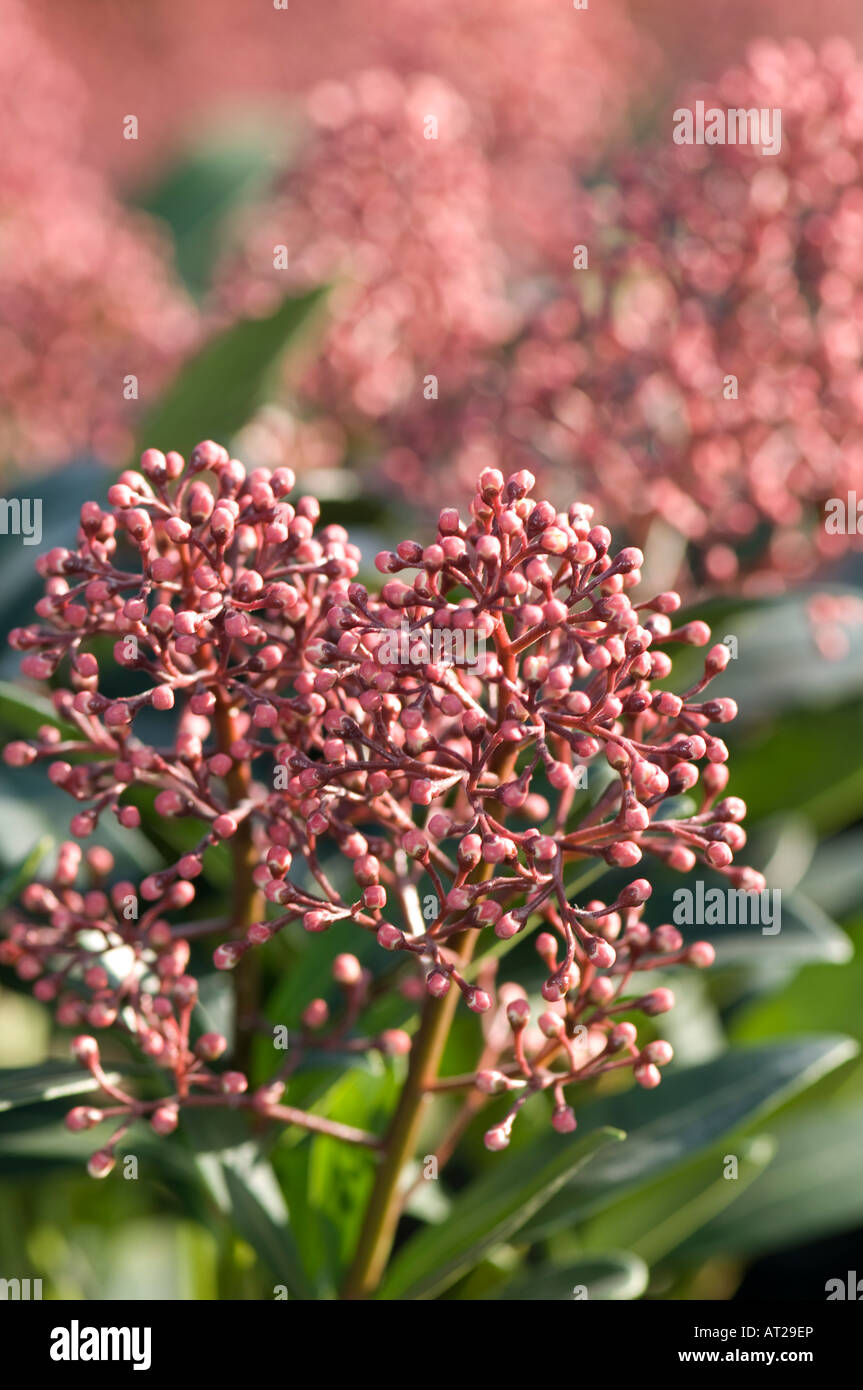 Skimmia japonica rubella plant in bloom Stock Photo - Alamy