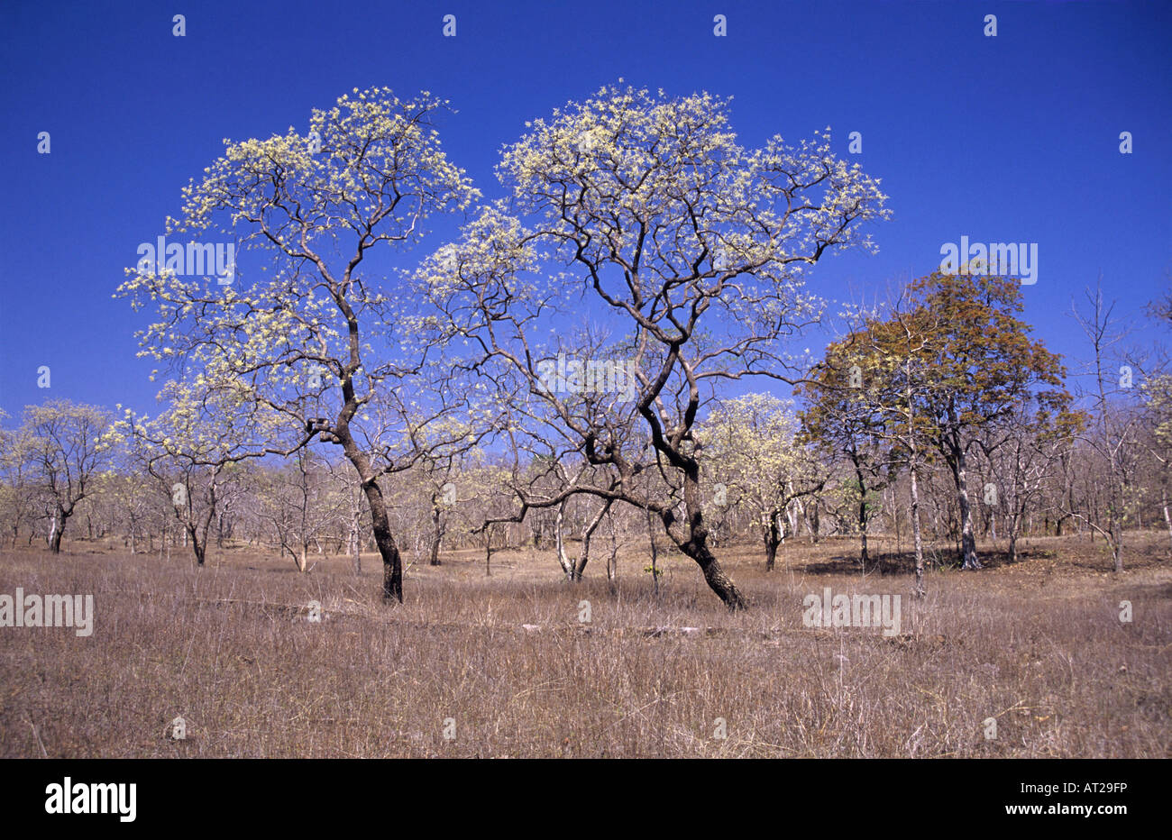 Dry Deciduous Forest in tender leaves, Hoshangabad Dist. Madhya Pradesh ...