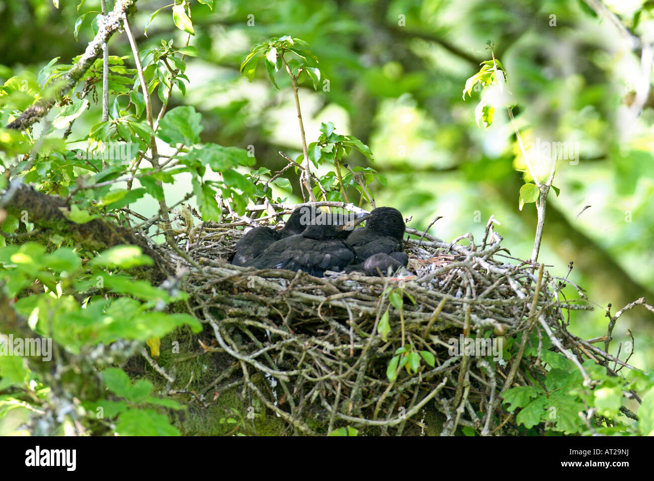 Carrion crow nest hi-res stock photography and images - Alamy