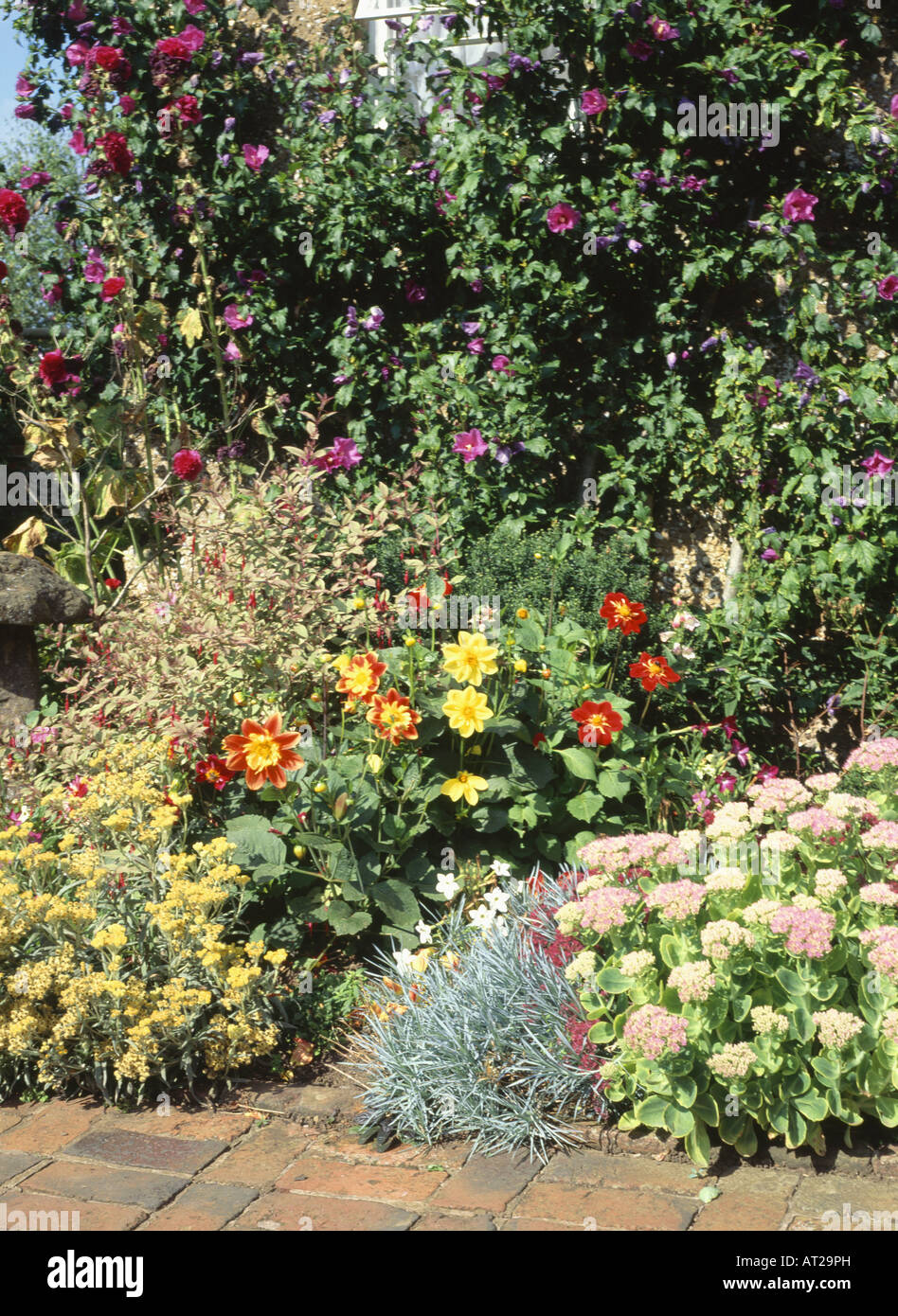 Yellow dahlia and pink sedum in summer garden border with pink lavatera ...
