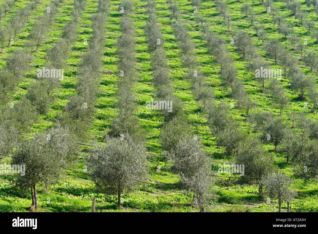 Olive trees italy hi-res stock photography and images - Alamy