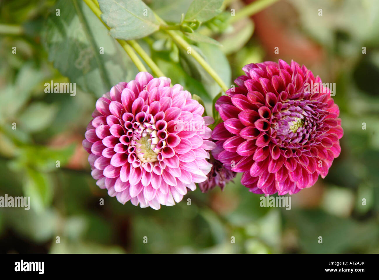 Pair of flowers hi-res stock photography and images - Alamy