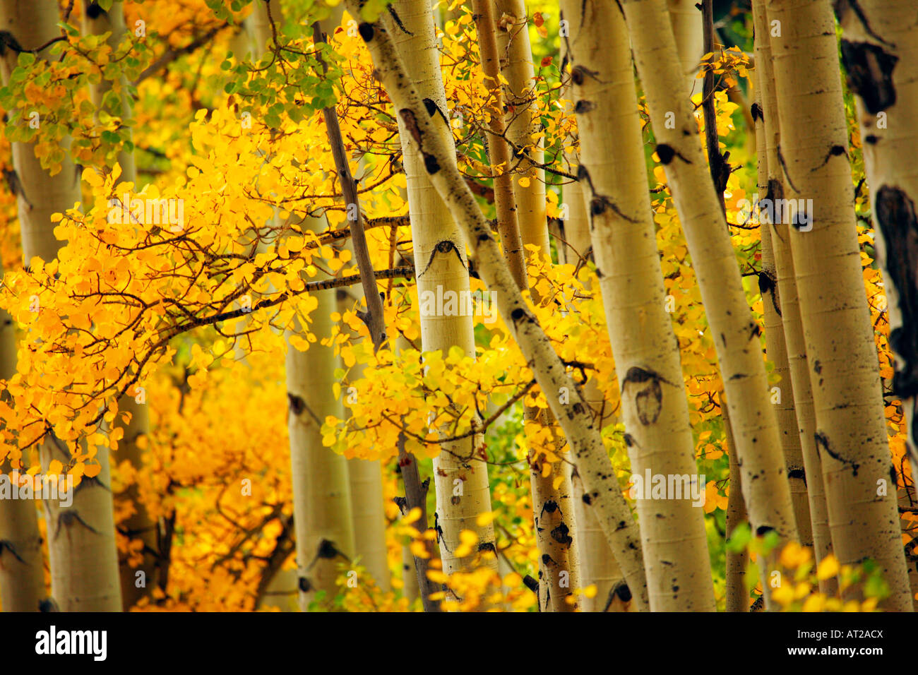 Aspen Trees along Highway 82 from Twin Lakes to Aspen, White River ...