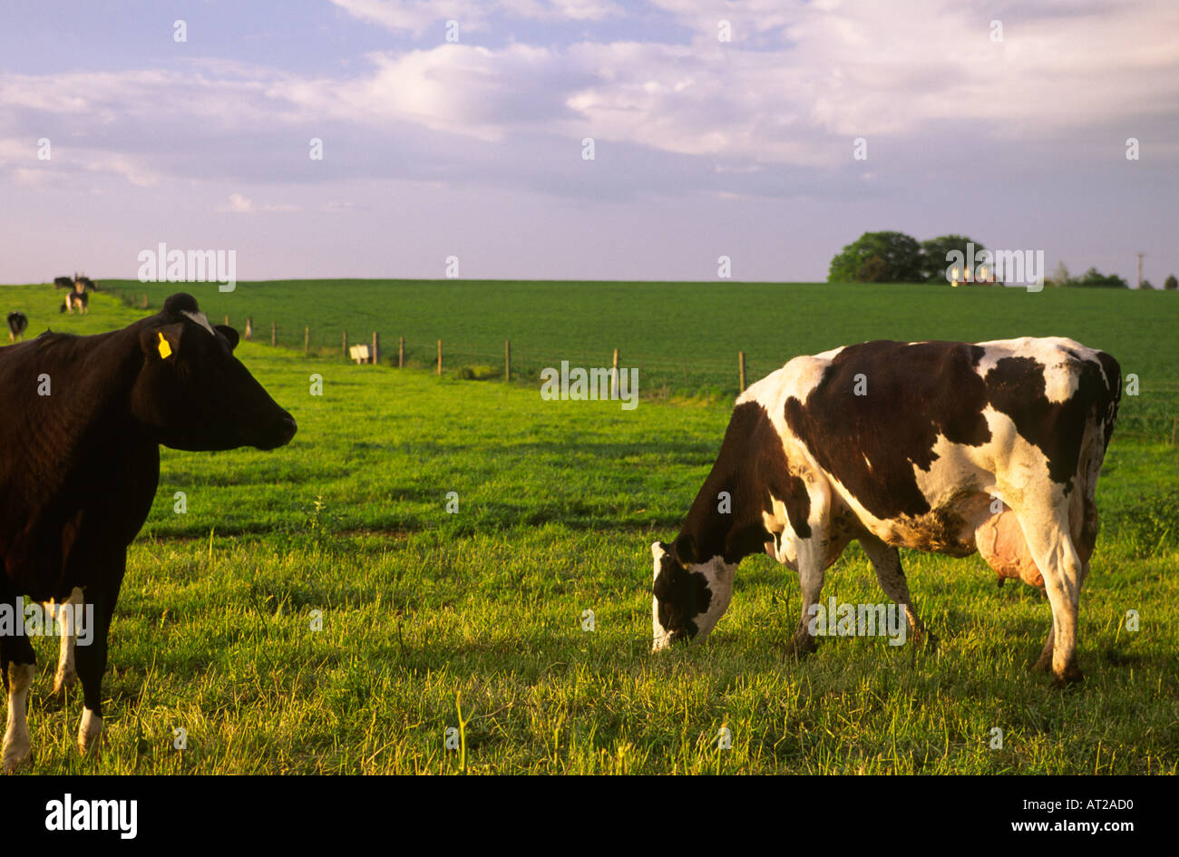 Dairy cows grazing in a field in Gloucestershire England UK Stock Photo ...