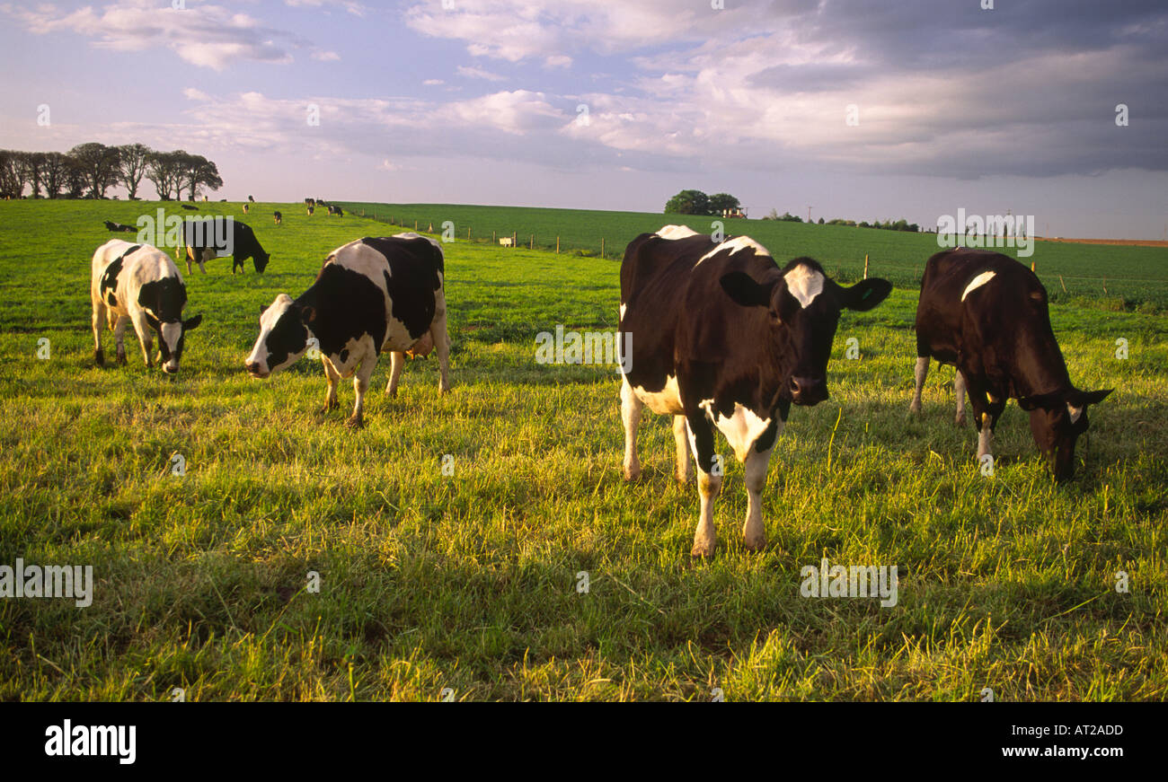 Dairy cows grazing in a field in Gloucestershire England UK Stock Photo ...
