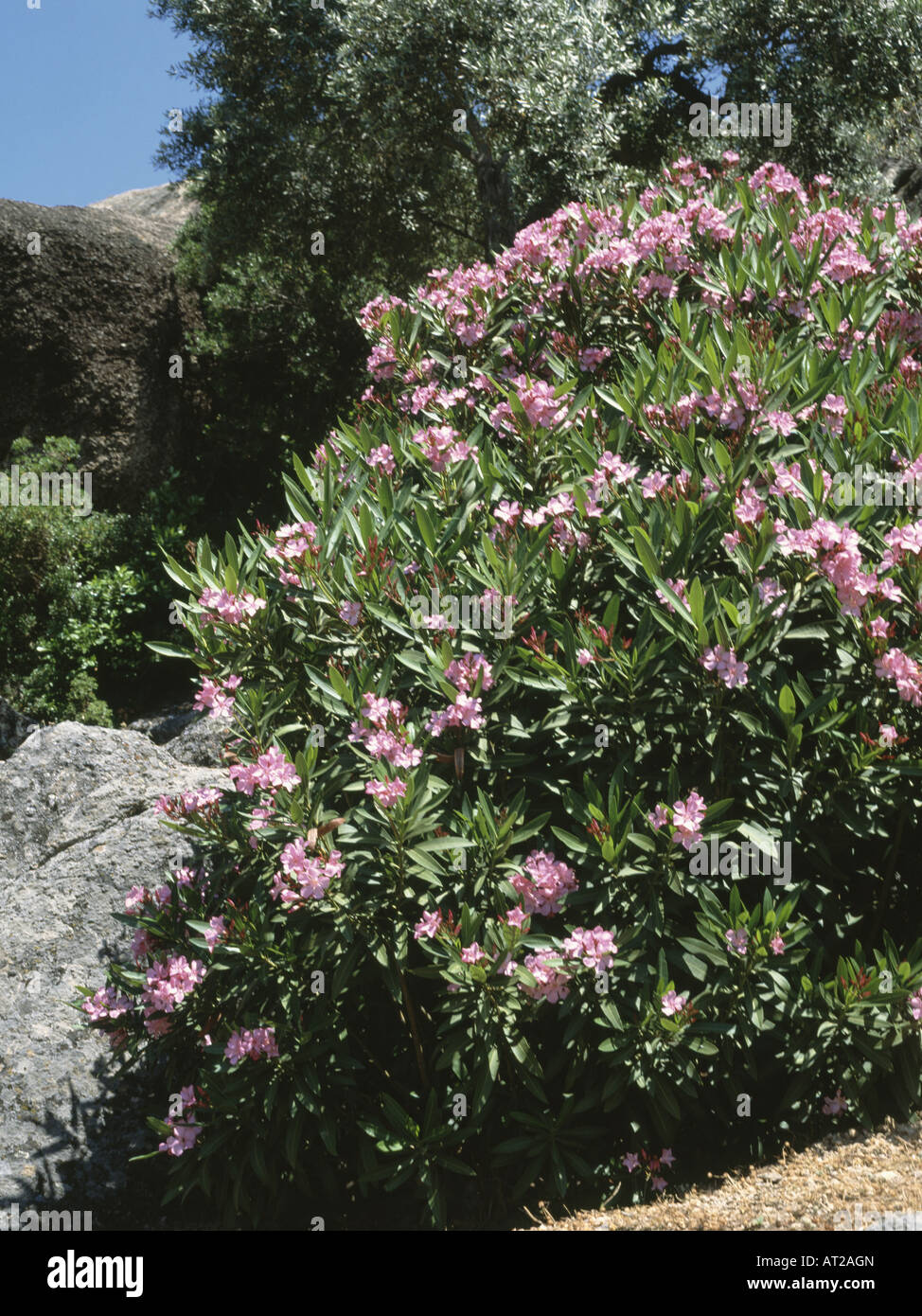 Close up of pink oleander Stock Photo - Alamy
