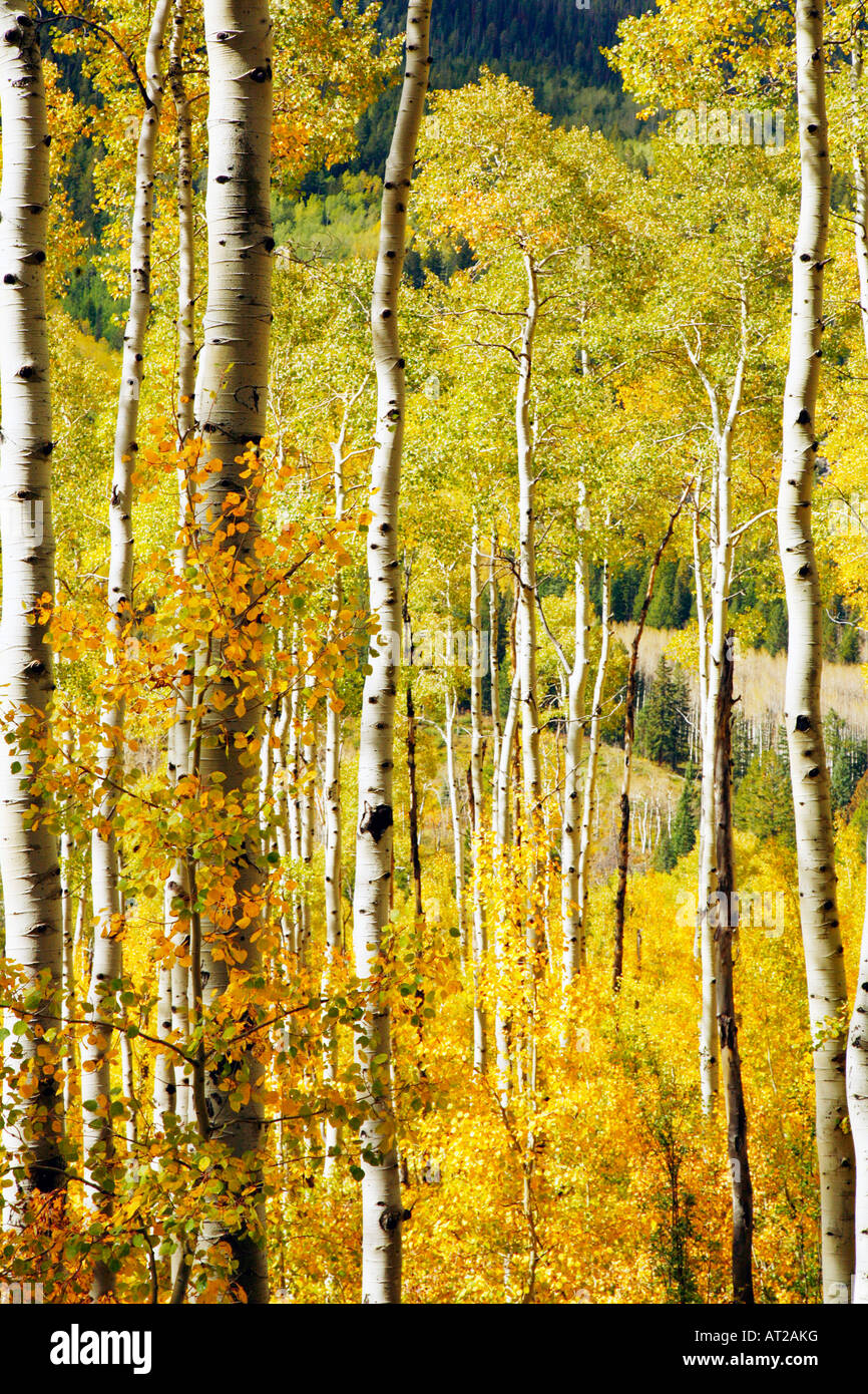 Aspen Trees along Highway 82 from Twin Lakes to Aspen, White River ...