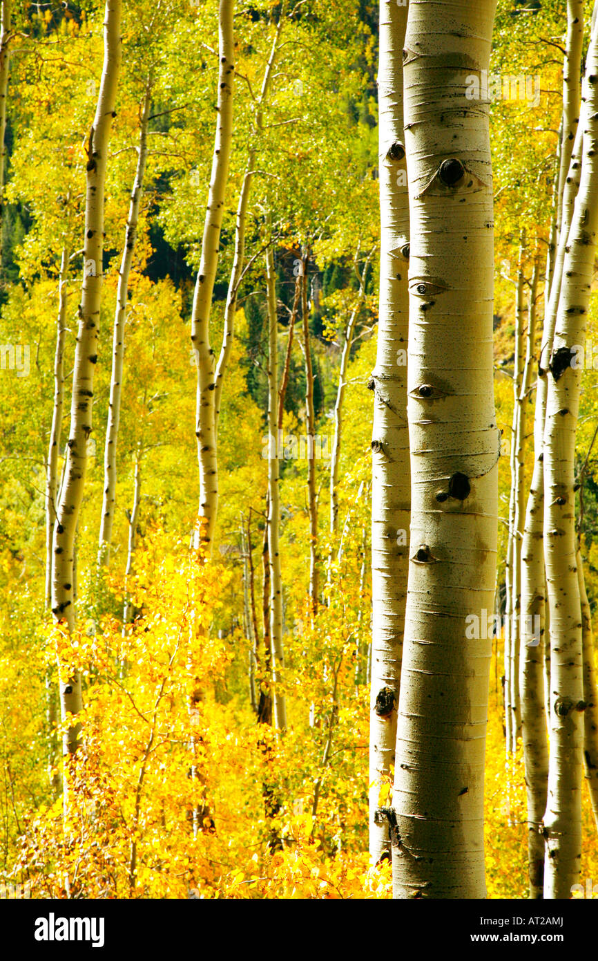 Aspen Trees along Highway 82 from Twin Lakes to Aspen, White River ...