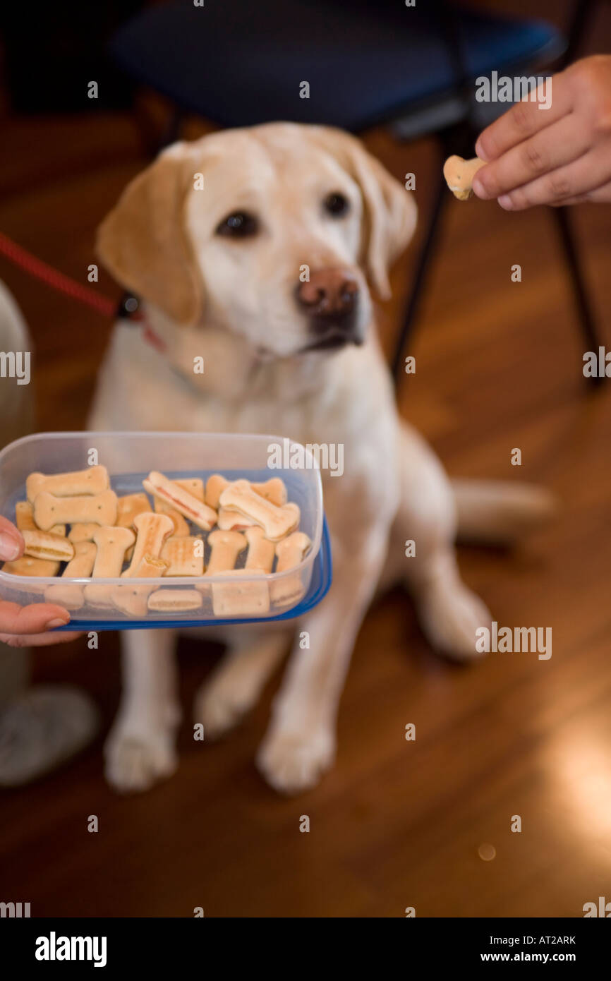 Bell, a beautiful labrador is receiving a biscuit from a disable after ...