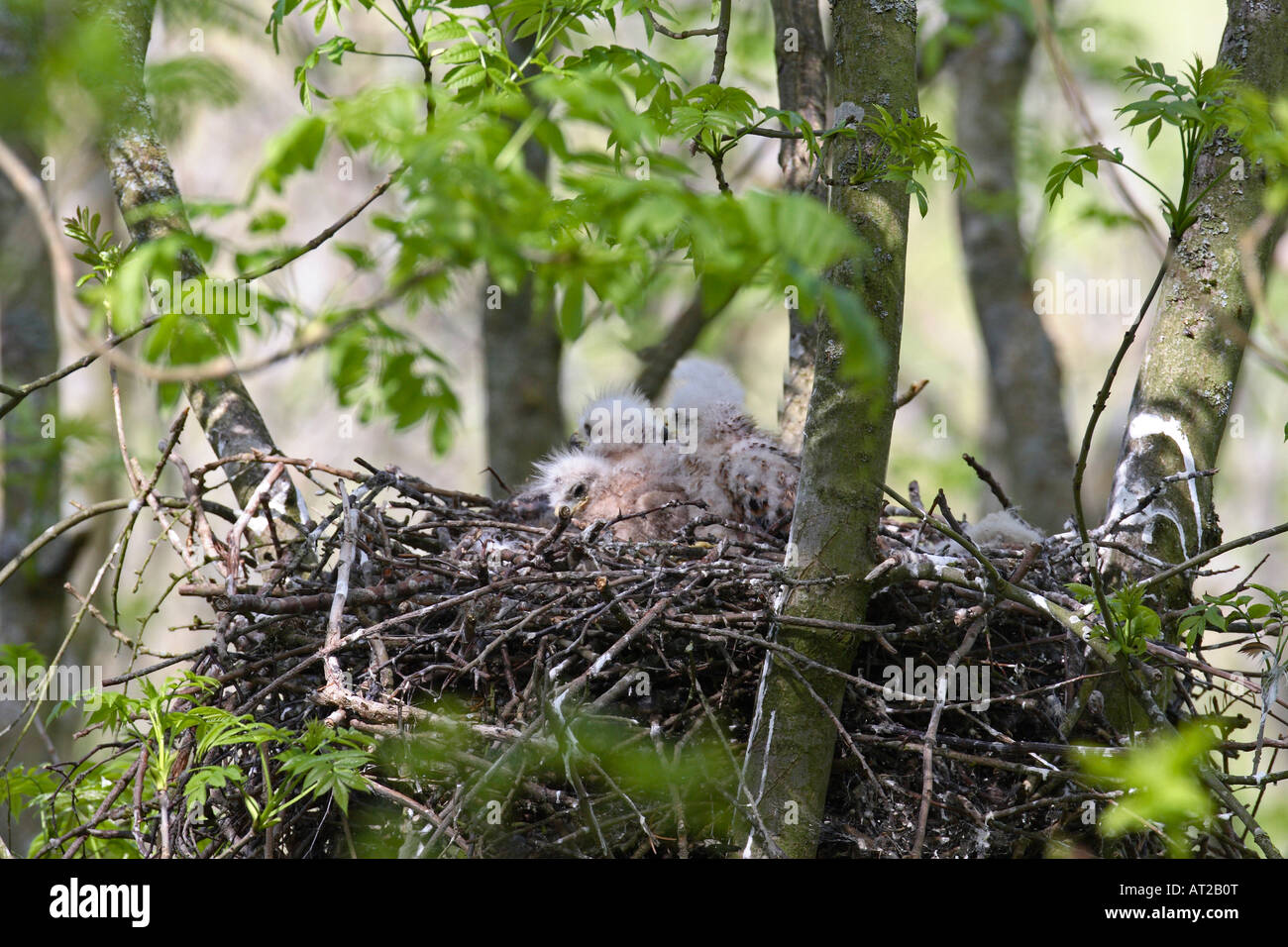 KITE MILVUS MILVUS NEST WITH THREE YOUNGSTERS APPROX 12 DAYS OLD Stock ...