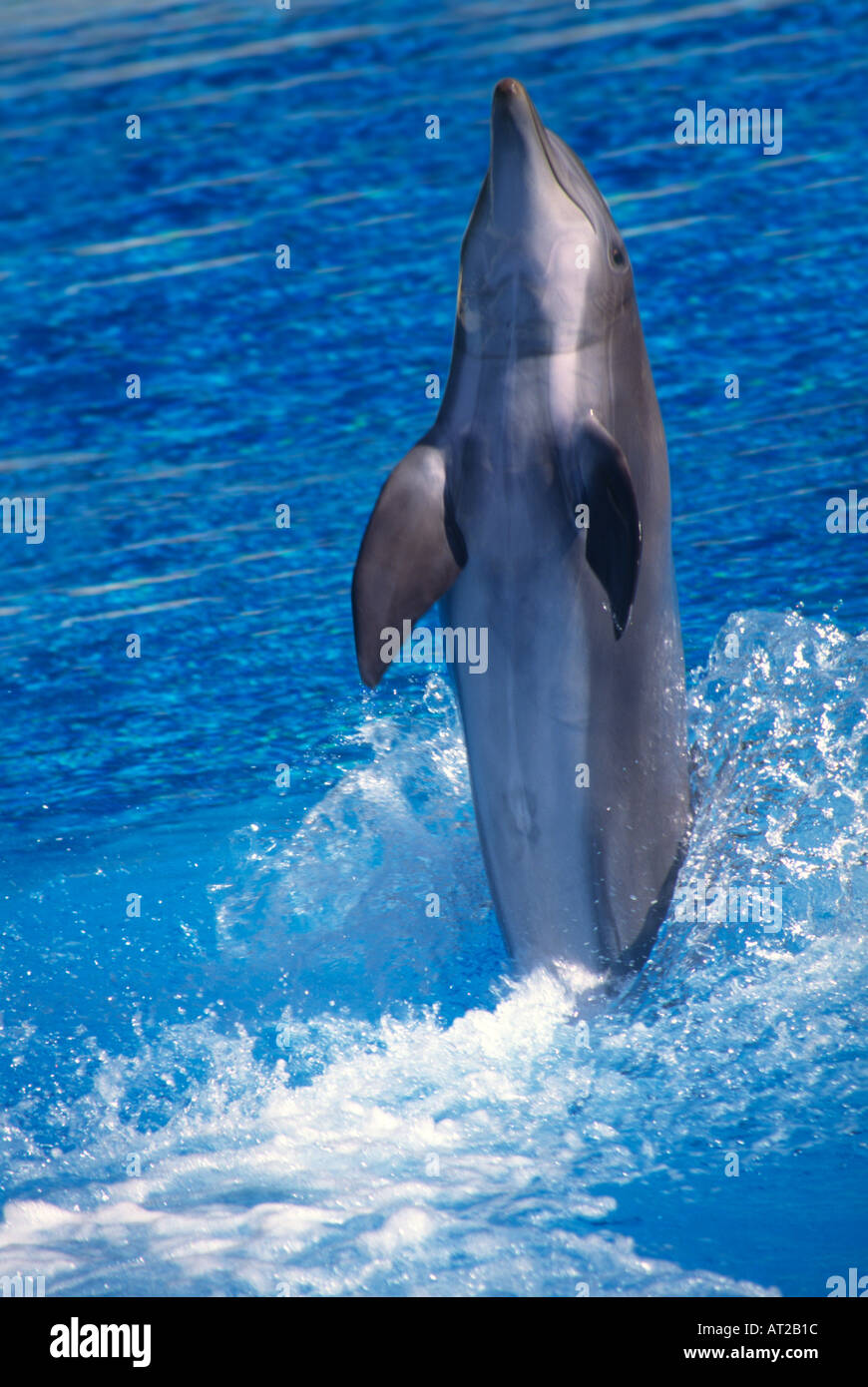 dolphin standing on water Stock Photo - Alamy