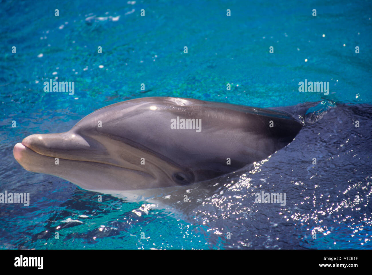 Some marine animals to use sonar hi-res stock photography and images ...
