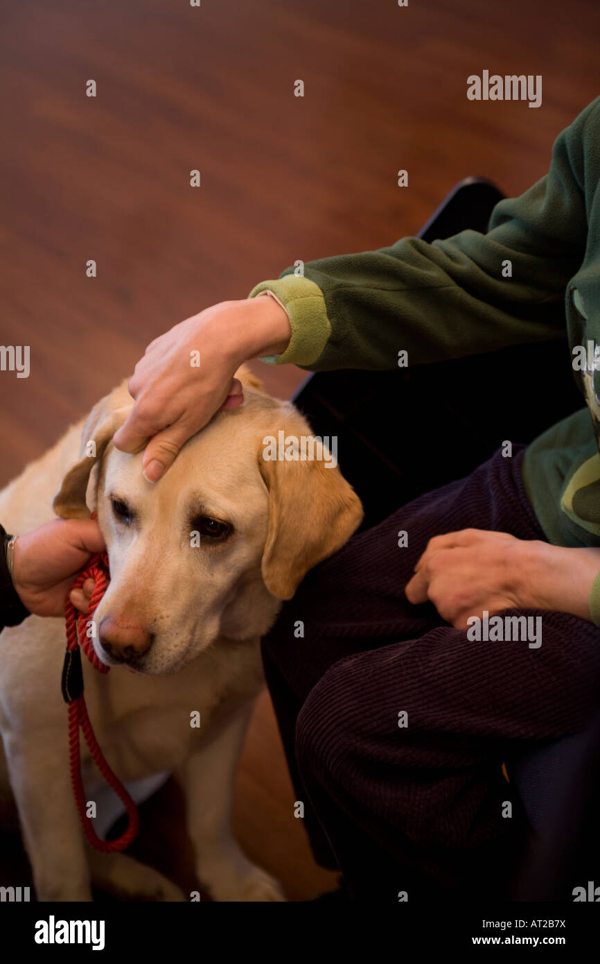 Beautiful Labrador dog used in active pet-therapy with phisically ...
