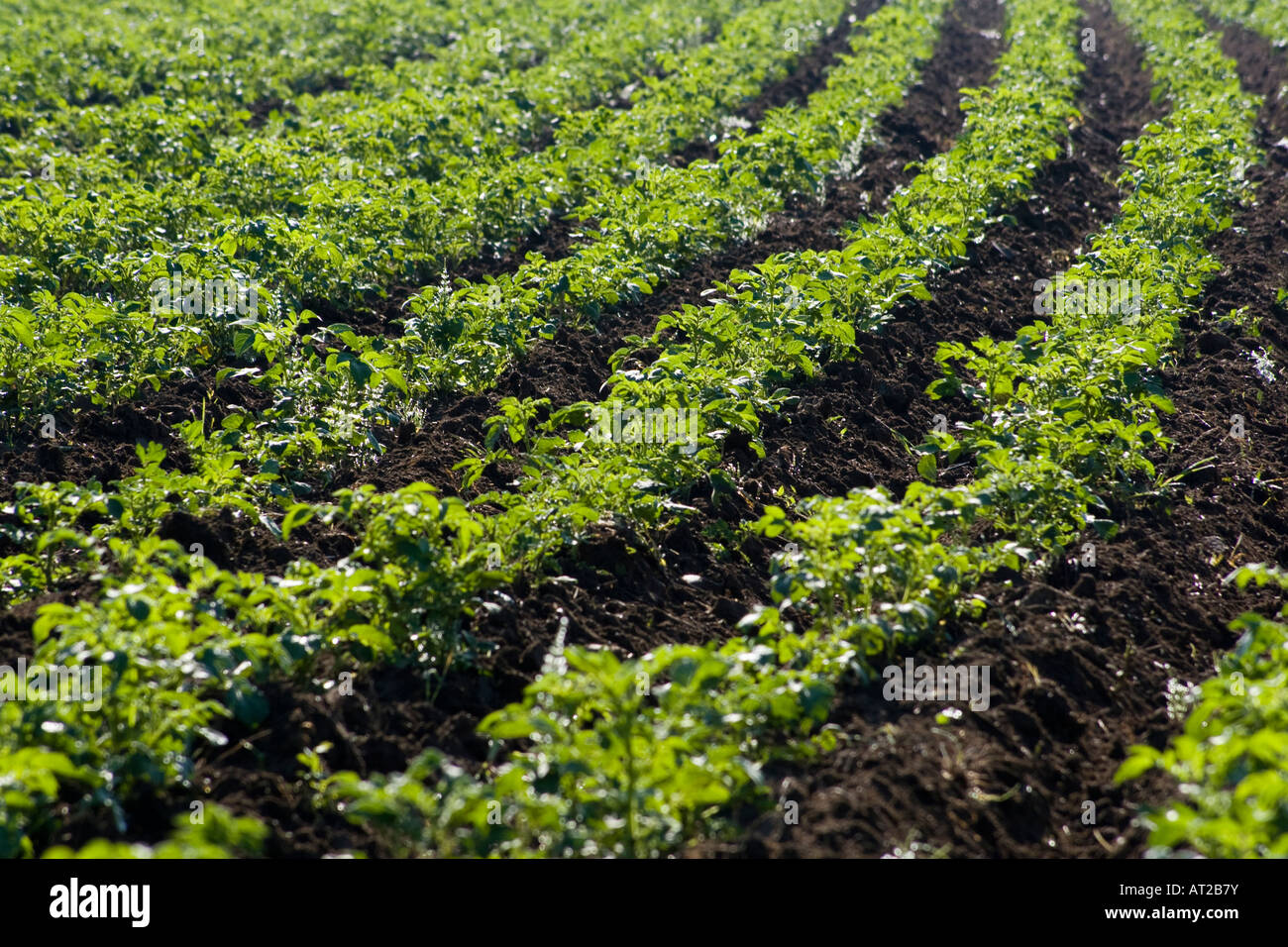 Field of potato Stock Photo - Alamy