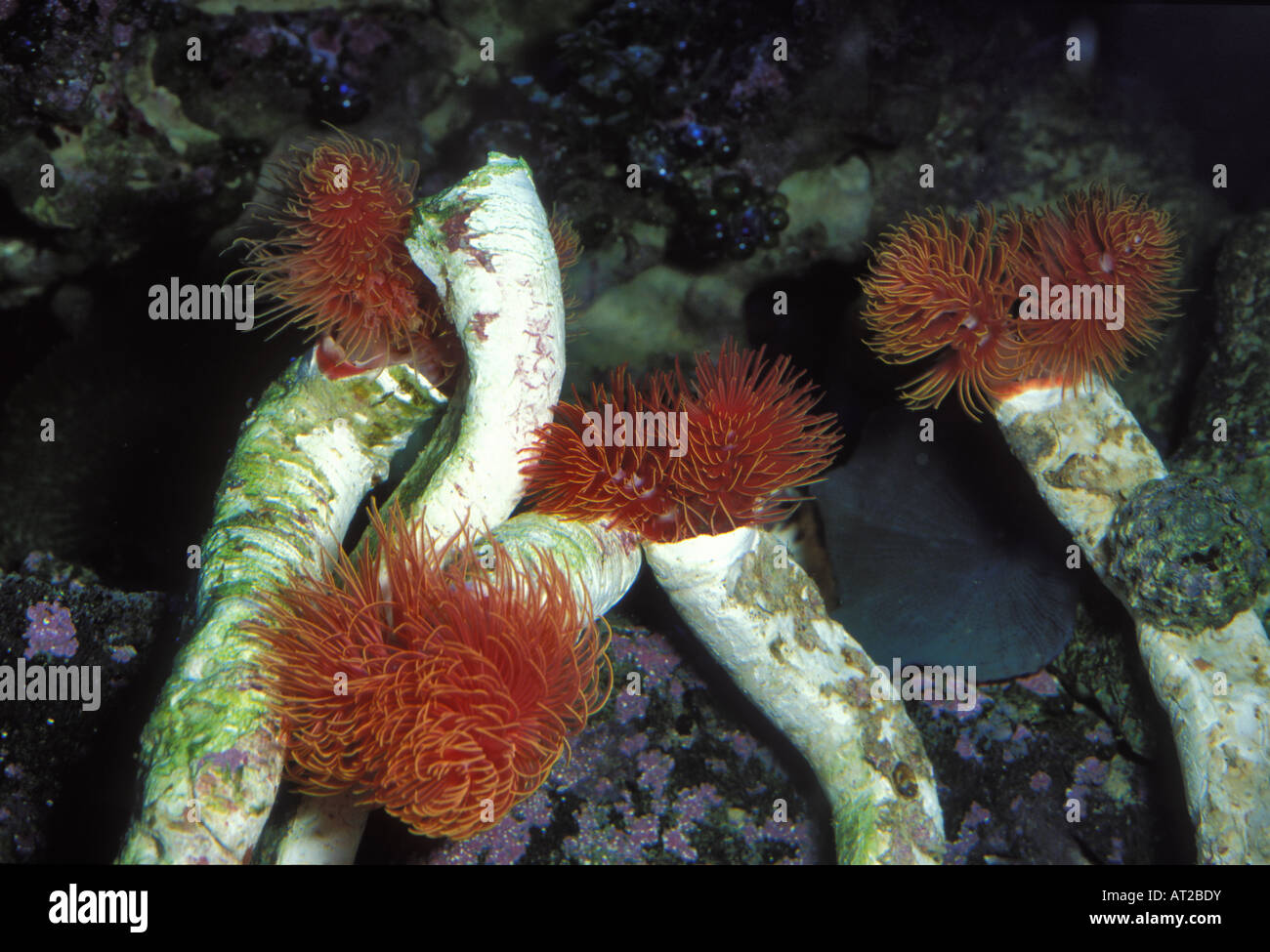 Indo pacific marine worm hi-res stock photography and images - Alamy