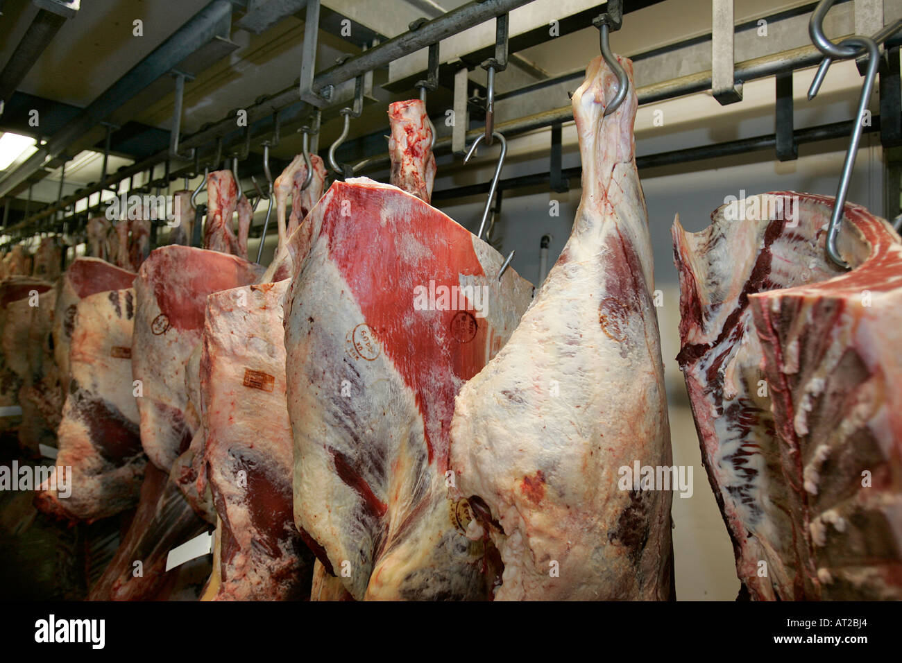 Abattoir carcasses dead meat pig agriculture livestock bacon chiller ...