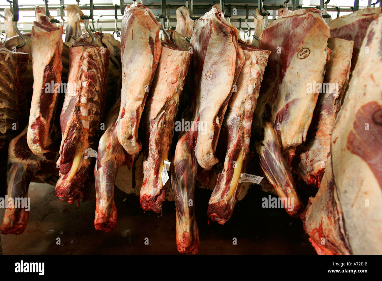 Abattoir carcasses dead meat pig agriculture livestock bacon chiller ...