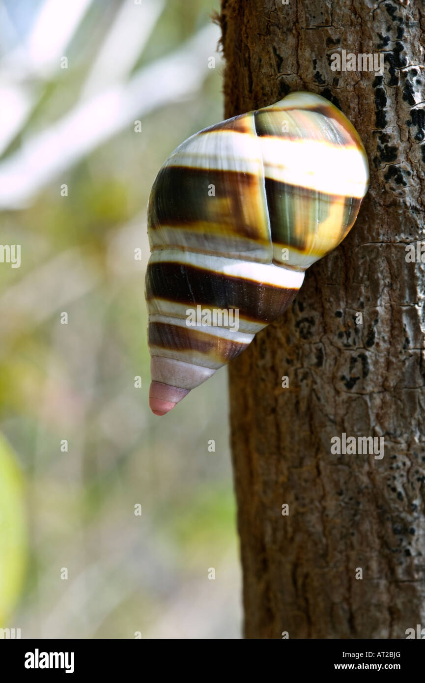 Florida Tree Snail in Key Largo, Florida Stock Photo - Alamy
