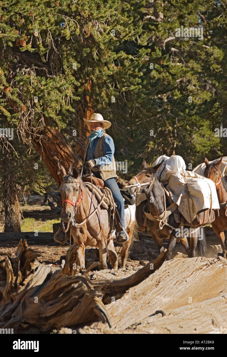 California Sierra Nevada Mountains female packer leading pack horses MR ...